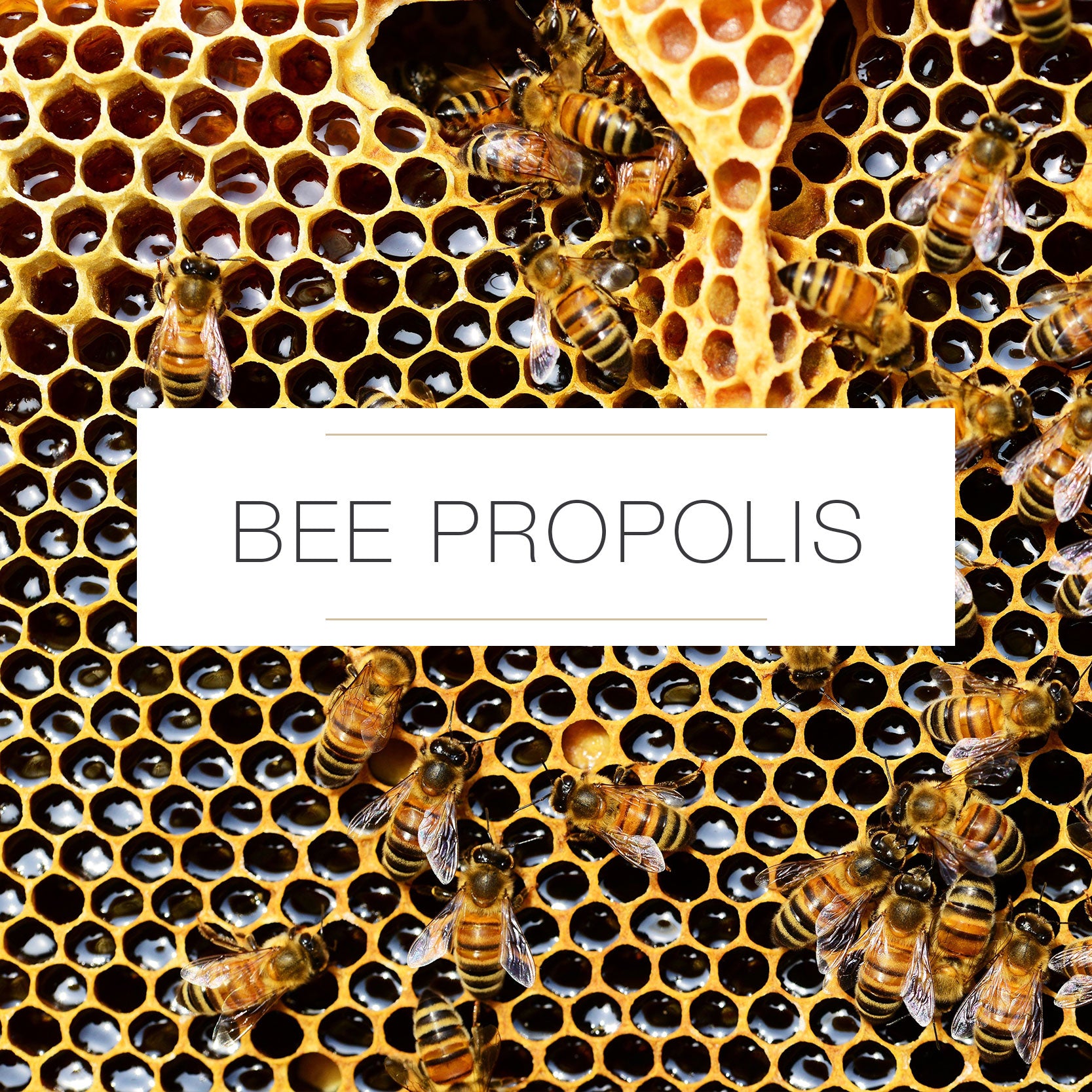 PROPOLIS – SKIN NOVELS