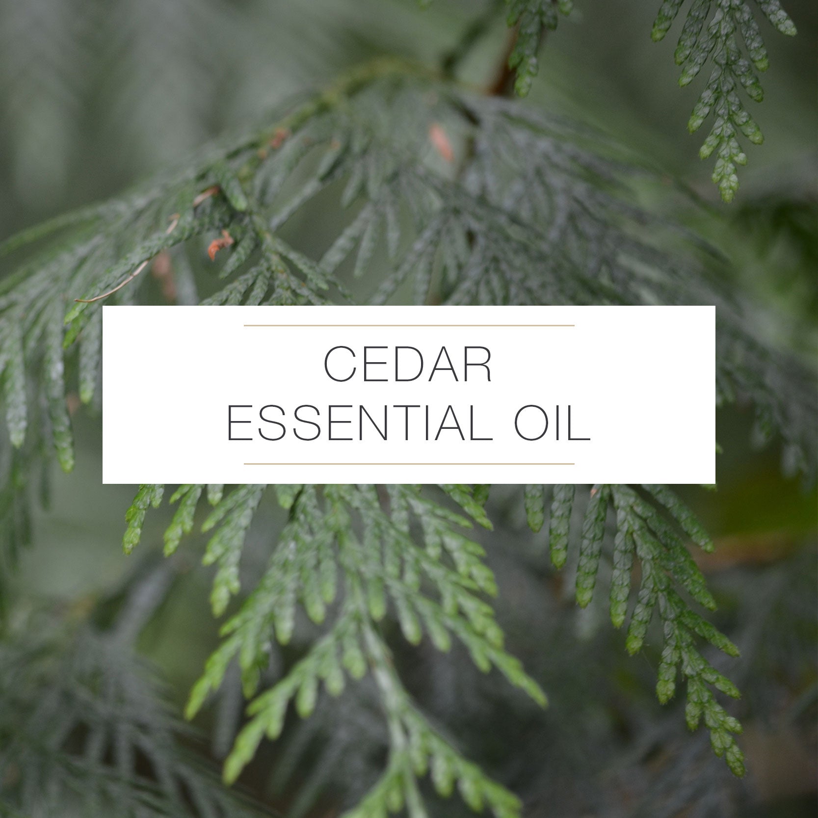 CEDAR ESSENTIAL OIL – SKIN NOVELS